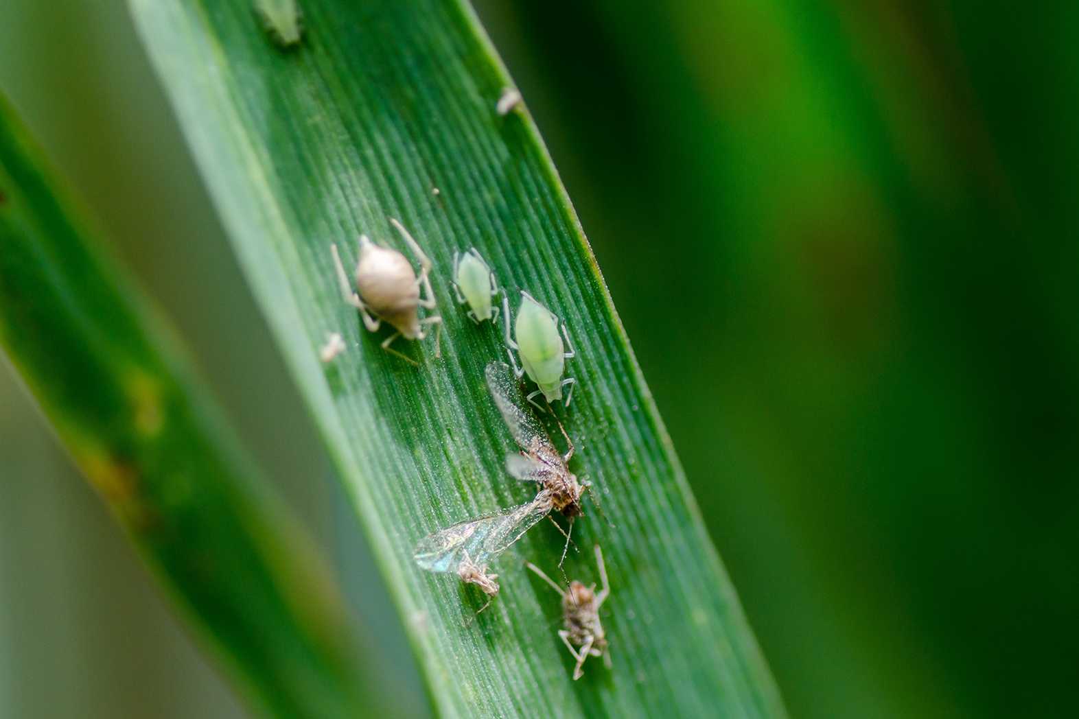 New digital tool helps growers identify when aphids are reproducing New digital tool helps growers identify when aphids are reproducing
